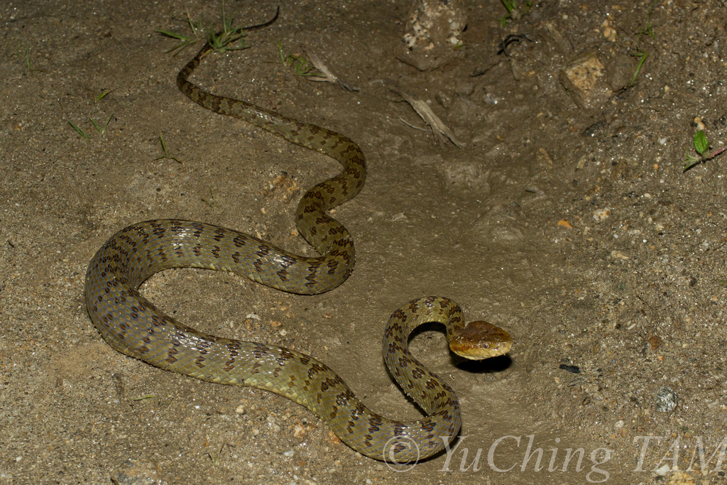 Protobothrops himalayanus in June 2018 by Yu Ching Tam · iNaturalist