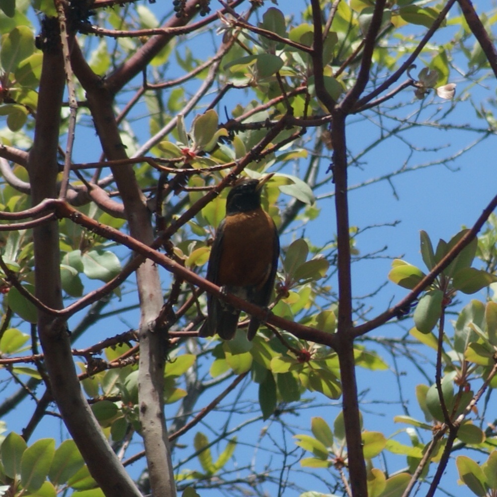 American Robin from Tianguismanalco, Pue., México on May 14, 2021 at 12 ...
