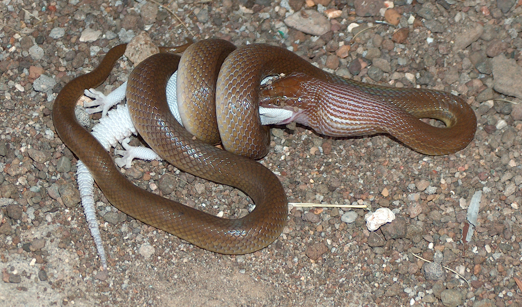 Brown House Snakes from Wereldsend, Kunene Region, Namibia on November ...