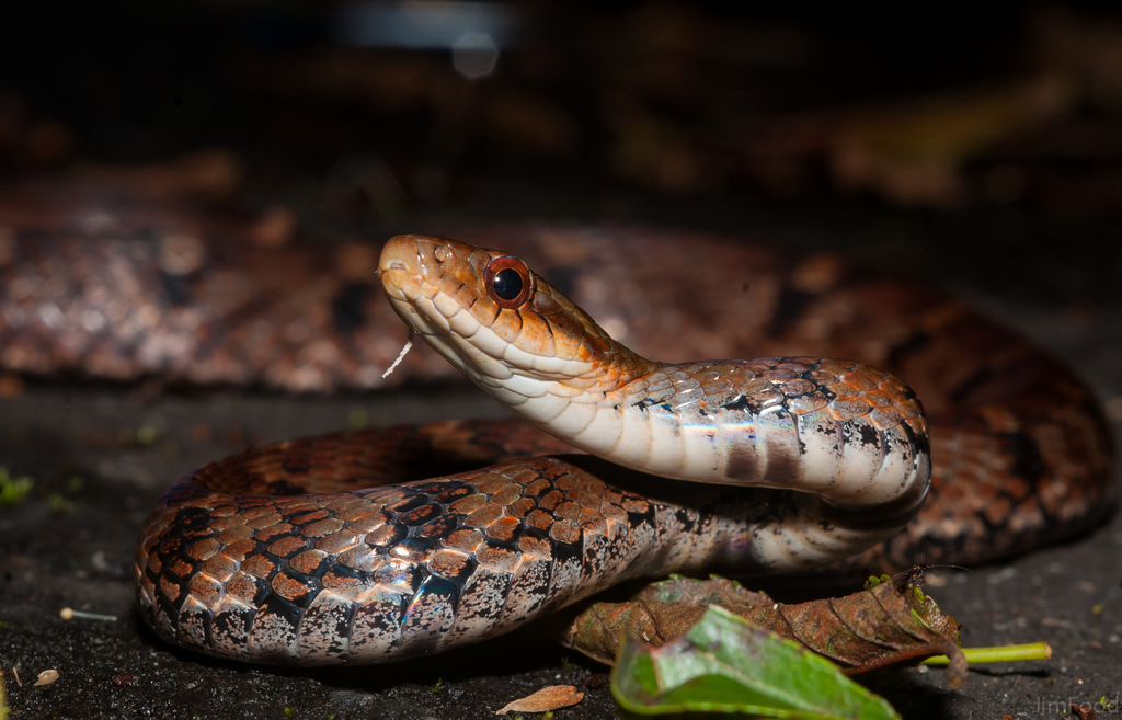 Stejneger's Bamboo Snake from 台灣臺東縣 on June 9, 2016 at 05:42 PM by Liu ...