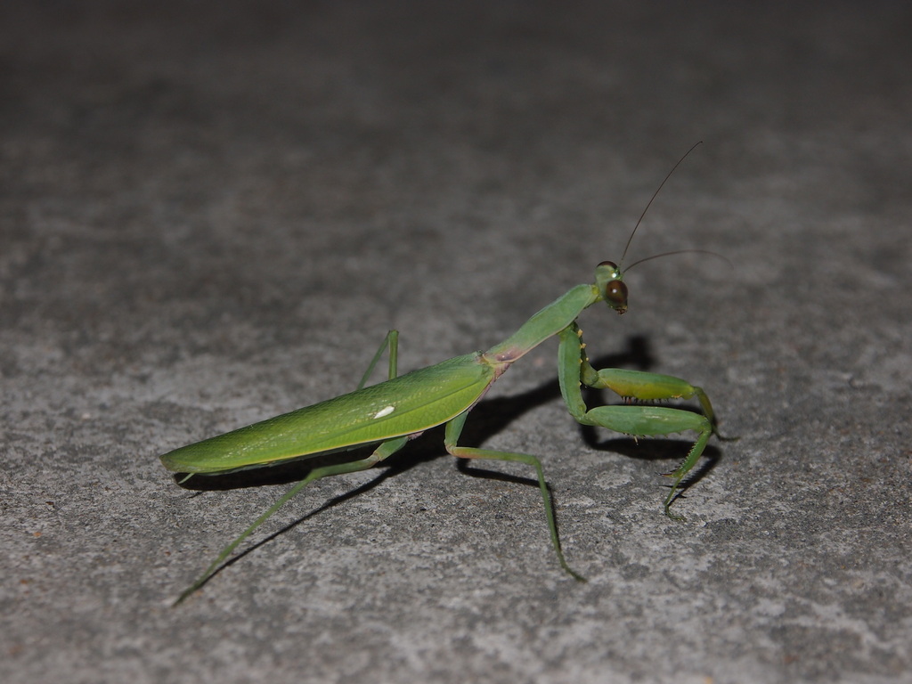 Giant Asian Mantis from Sui Lau Tin, Hong Kong on October 21, 2014 at ...