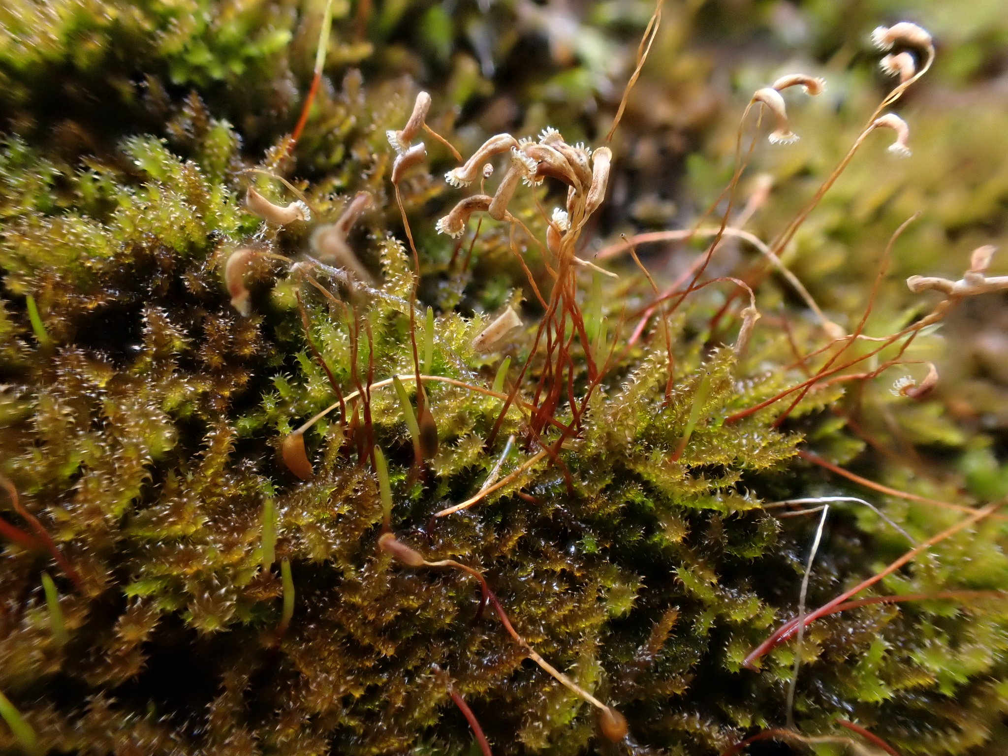 Campylophyllum halleri Fleischer, 1914