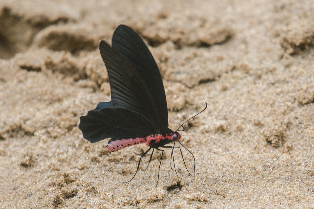 Common Batwing (Big Butterfly Month India Field guide - Gaurav S. Soman ...
