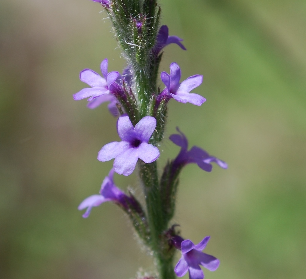 western vervain (Verbena lasiostachys) - Botanical Realm