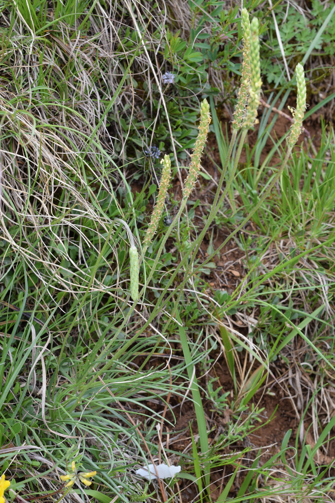 Plantago holosteum Scop.