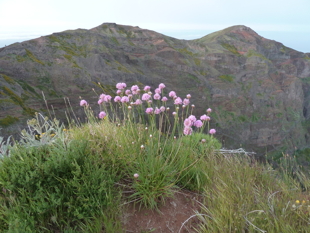 Armeria maderensis (Madeira Pflanzen Endemiten) · iNaturalist