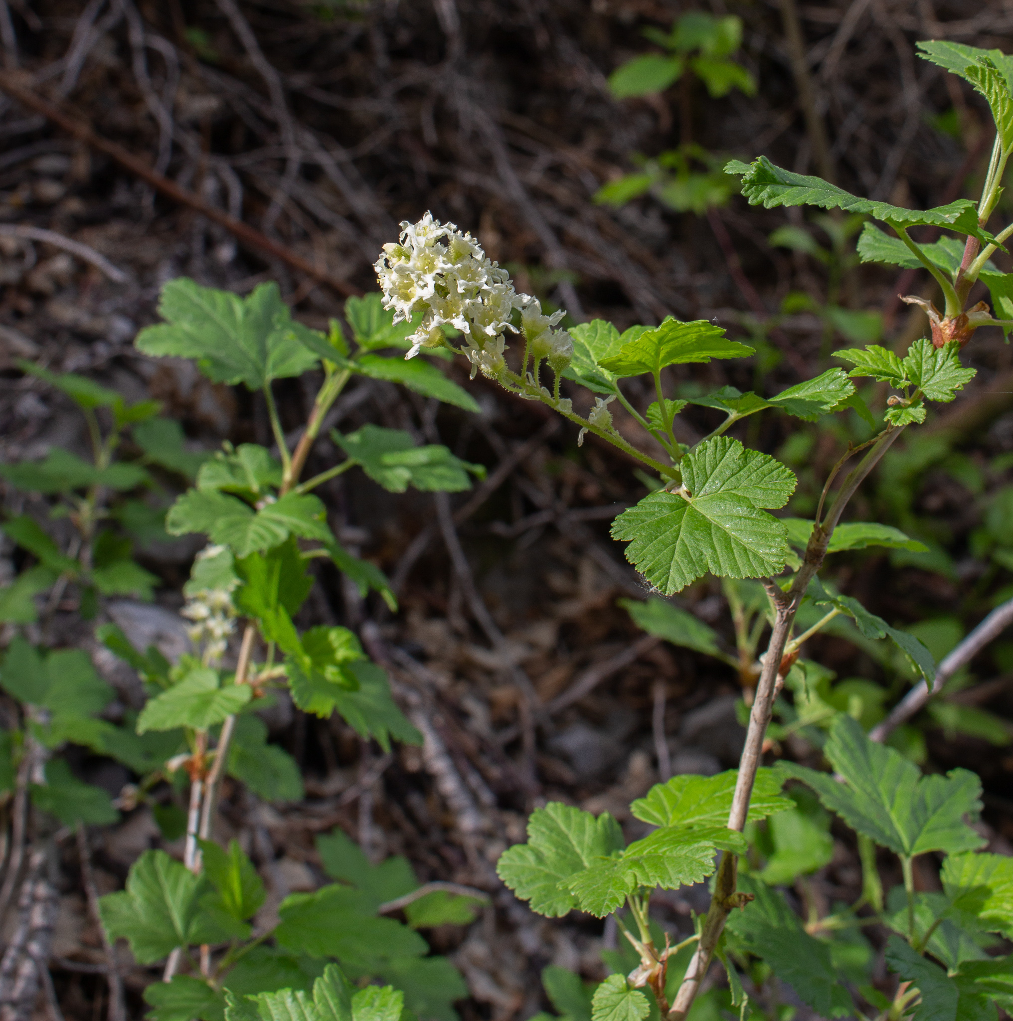 Ribes wolfii Rothr.
