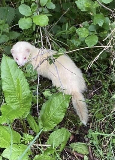 Domestic Ferret from Wynyard Woodland Park, Stockton-On-Tees, England ...