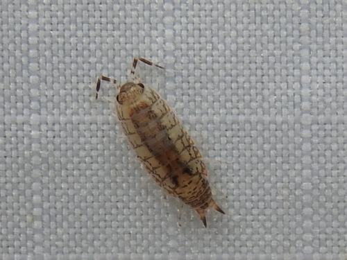 Genus Rhyscotus · iNaturalist