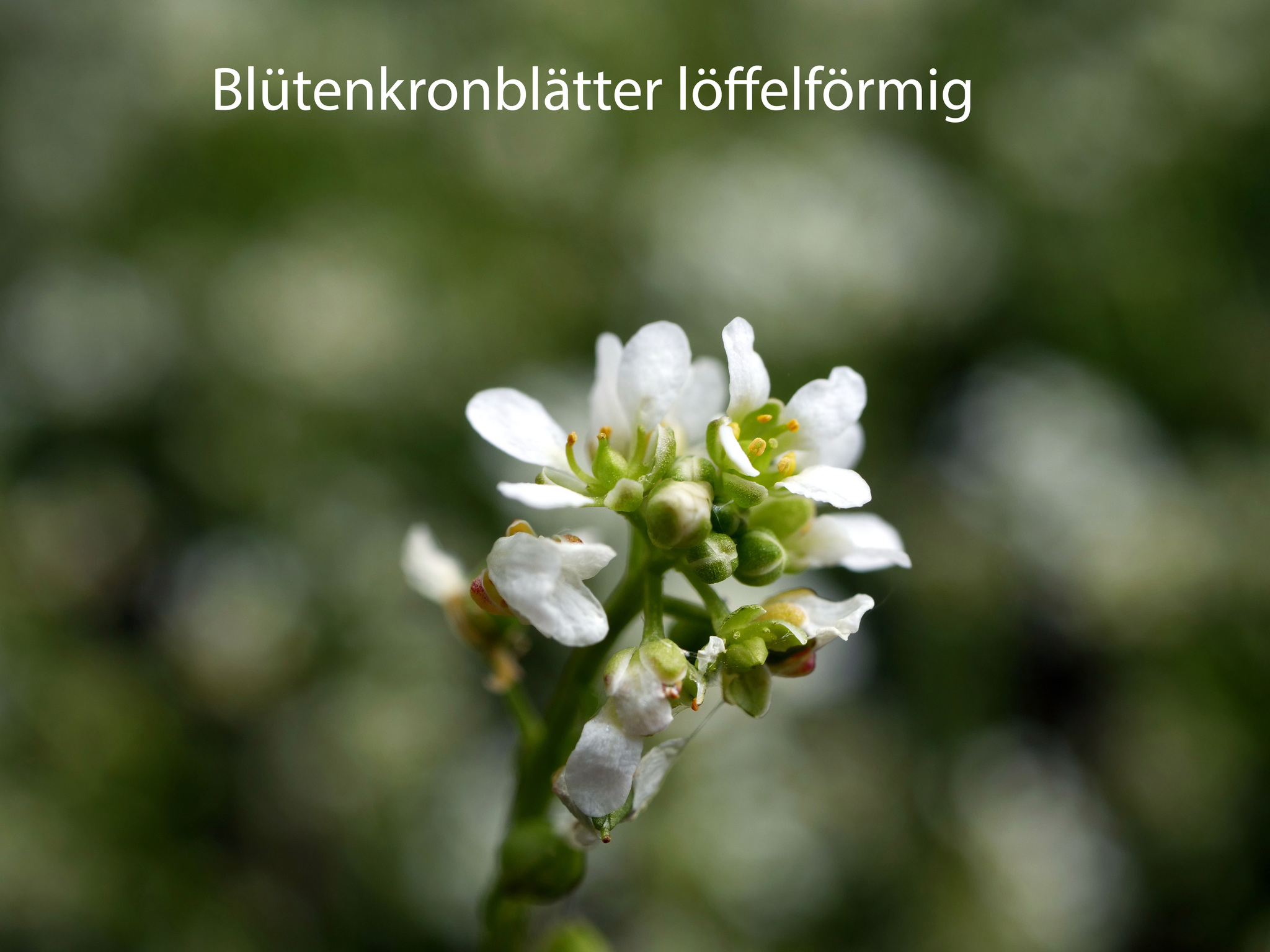 Cochlearia pyrenaica DC.