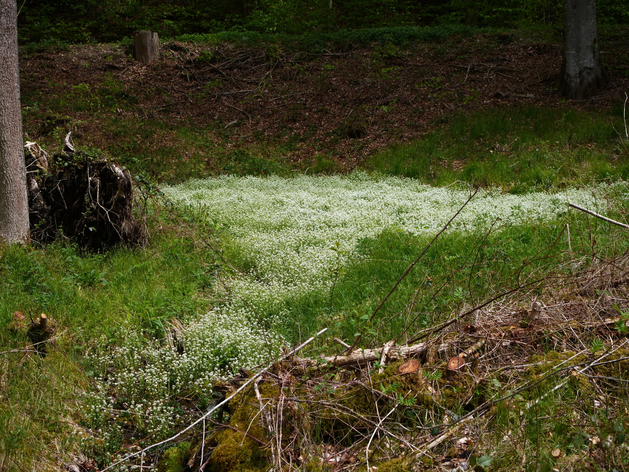 Cochlearia pyrenaica DC.