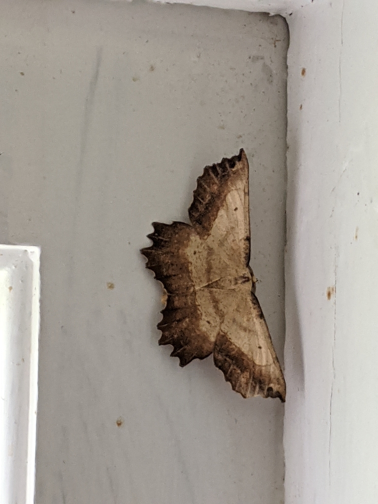 Saw-wing from Forest Home, NY 14850, USA on May 15, 2021 at 02:35 PM by ...