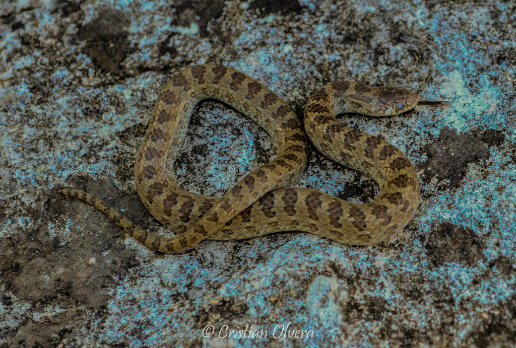 Hardy's Hook-nosed Snake in July 2014 by Cristian Olvera · iNaturalist