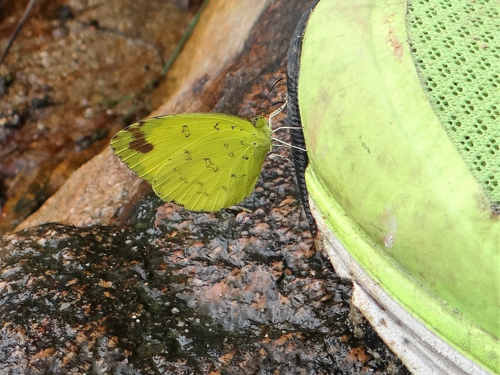 Three-spotted Grass Yellow from Tây Sơn, Bình Định, Vietnam on December ...