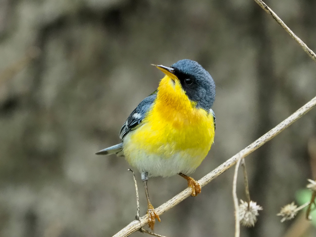 Tropical Parula from Kinney County, TX, USA on April 30, 2021 at 11:58 ...