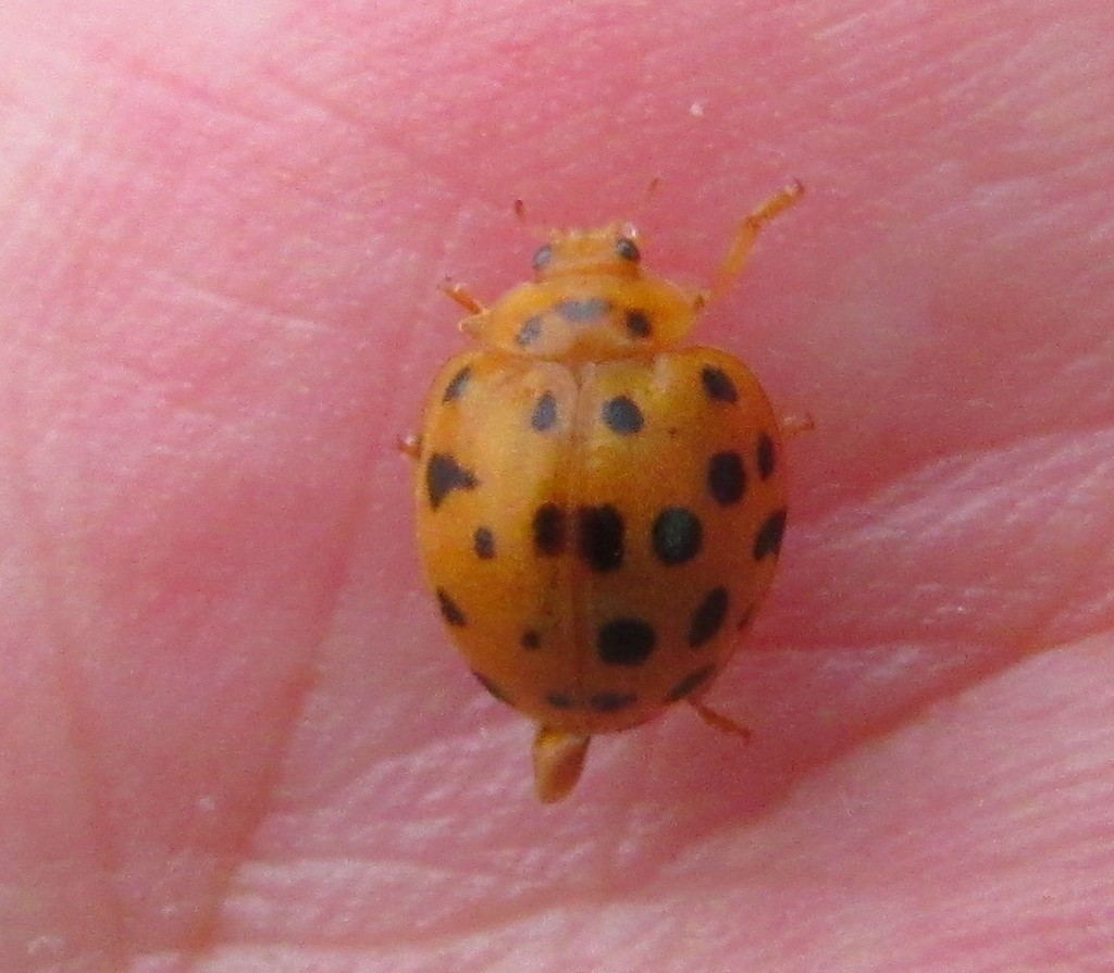 Hadda Beetle from Trindade, Florianópolis - SC, 88036-020, Brazil on ...