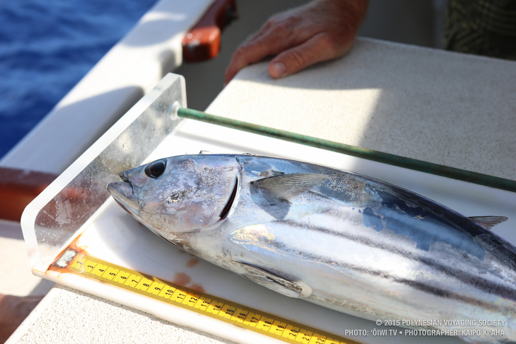 Skipjack Tuna (Katsuwonus pelamis) - Marine Life Identification