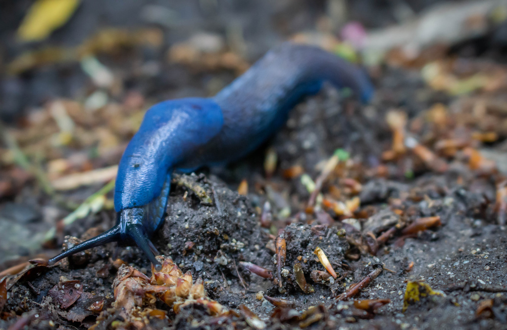 Carpathian Blue Slug from Kysak, Košický kraj, SK on May 15, 2021 at 06 ...