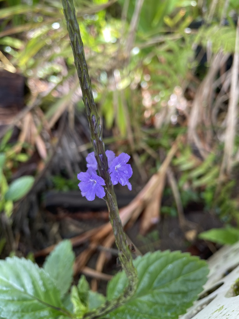 Blue Porterweed from Puerto Rico, Patillas, PR, US on May 15, 2021 at ...