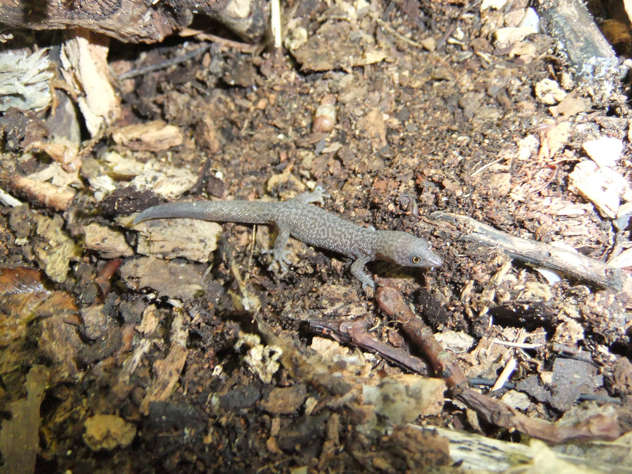 Sphaerodactylus elegantulus Barbour, 1917