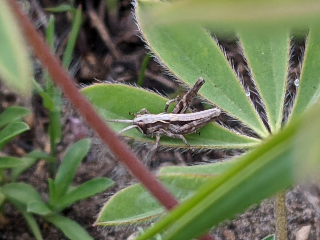 White-whiskered grasshopper from Kenosha, WI 53158, USA on May 15, 2021 ...