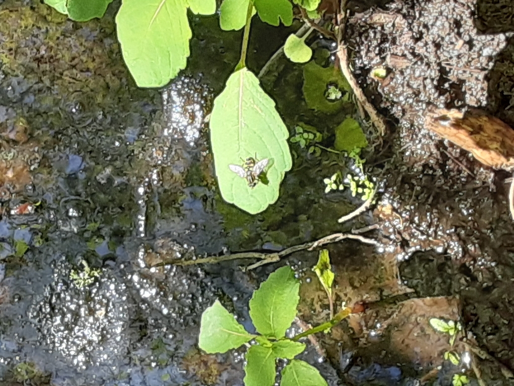 Narrow-headed Marsh Fly from High Point, Seattle, WA, USA on May 15 ...