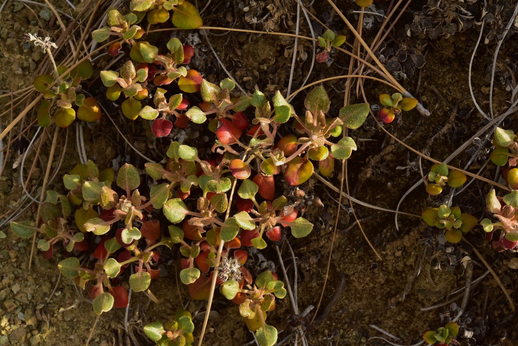 Snow Mountain buckwheat in May 2021 by Jeff Bisbee · iNaturalist