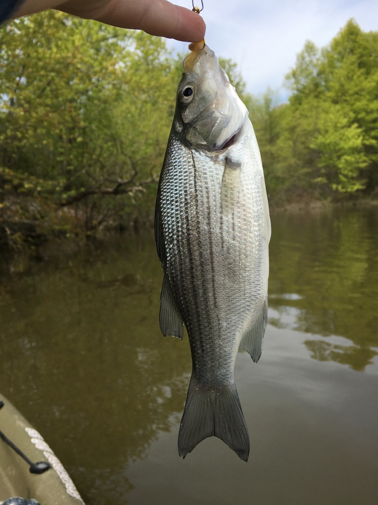 White Bass from Mercer County, PA, USA on May 15, 2021 at 12:04 PM by ...