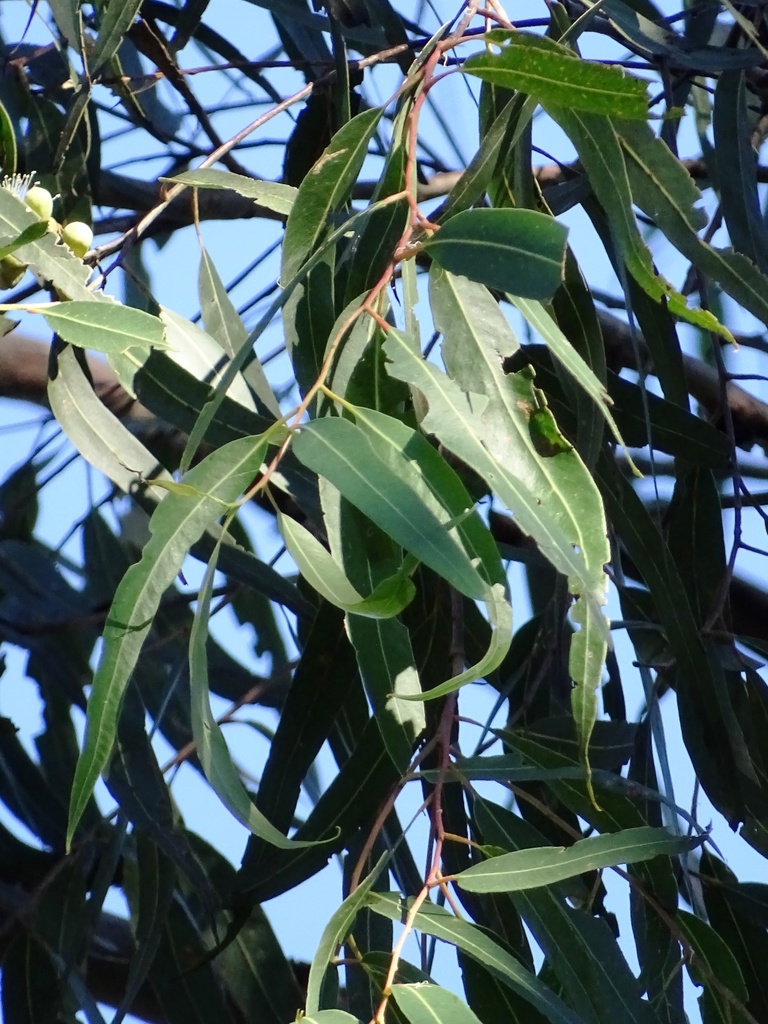 Corymbia citriodora variegata (Logan RE 12.5.7c Flora) · iNaturalist