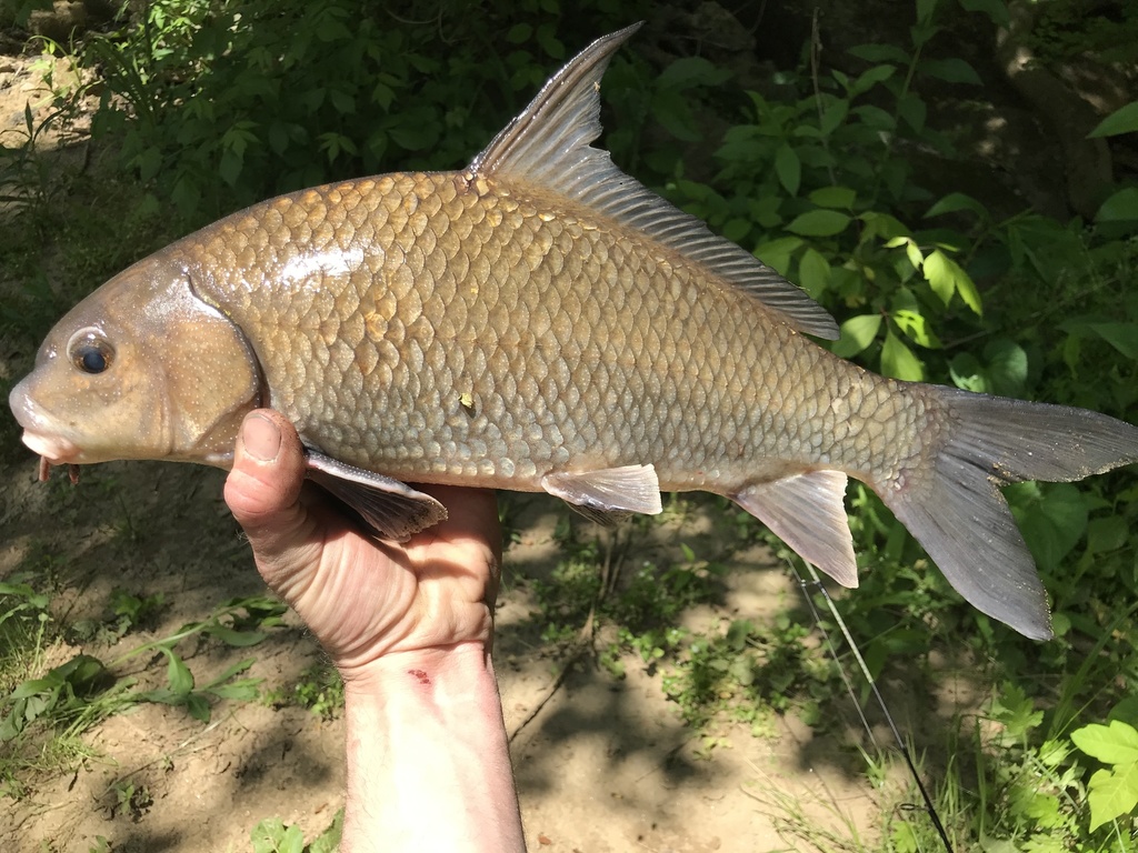 Suckers (Catostomidae) - Marine Life Identification