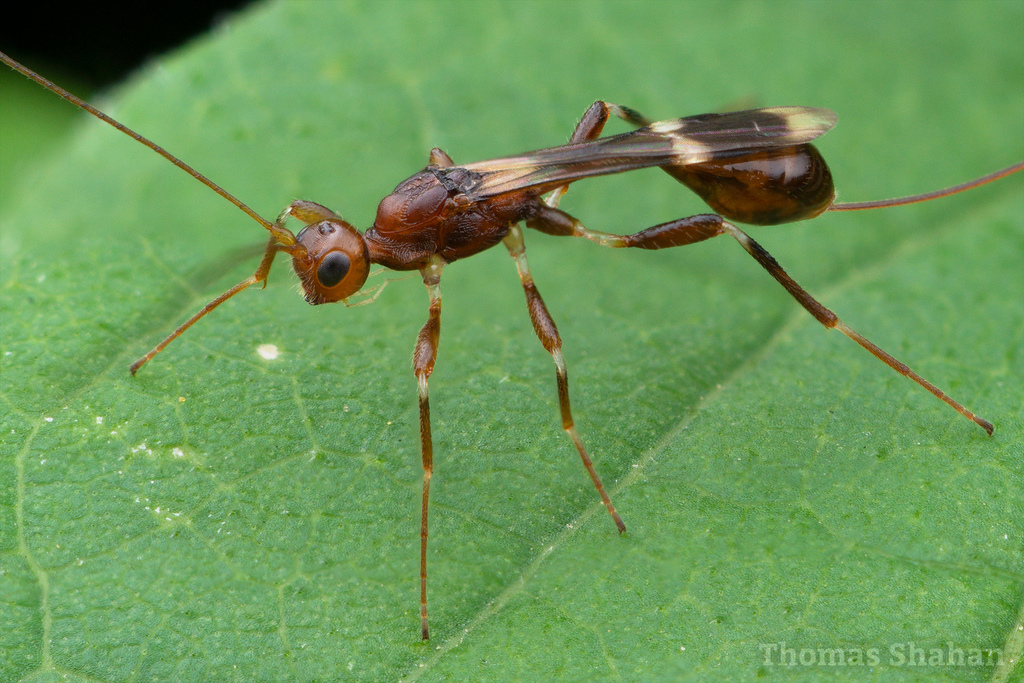 Spathius elegans in May 2021 by Thomas Shahan · iNaturalist