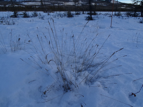 Simple Bog Sedge (Carex simpliciuscula) · iNaturalist