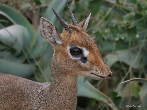 Cavendish's Dik-Dik (Subspecies Madoqua kirkii cavendishi ...