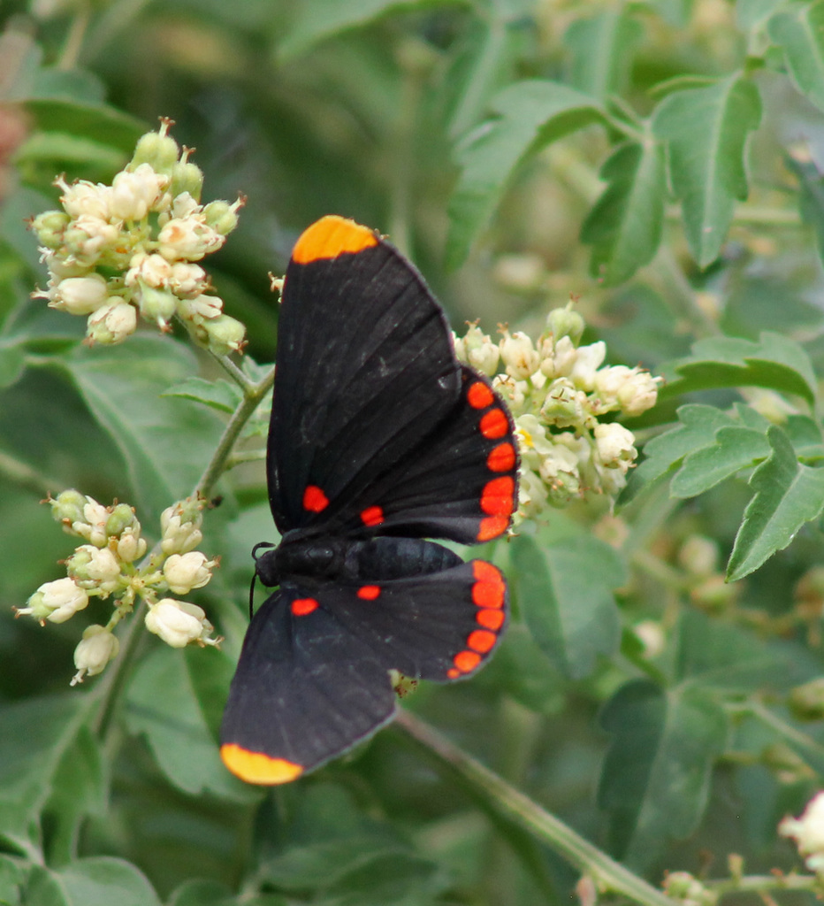 Red-bordered Pixie from 4101 U.S. 83 Business, McAllen, TX 78501, USA ...