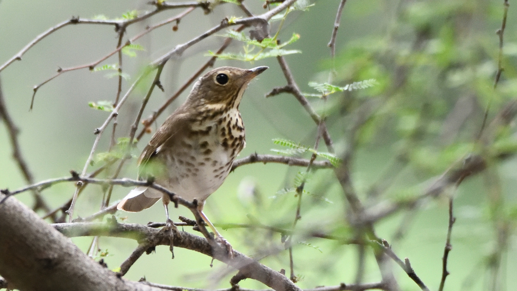 Swainson's Thrush from Bustamante, N.L., México on May 14, 2021 at 09: ...