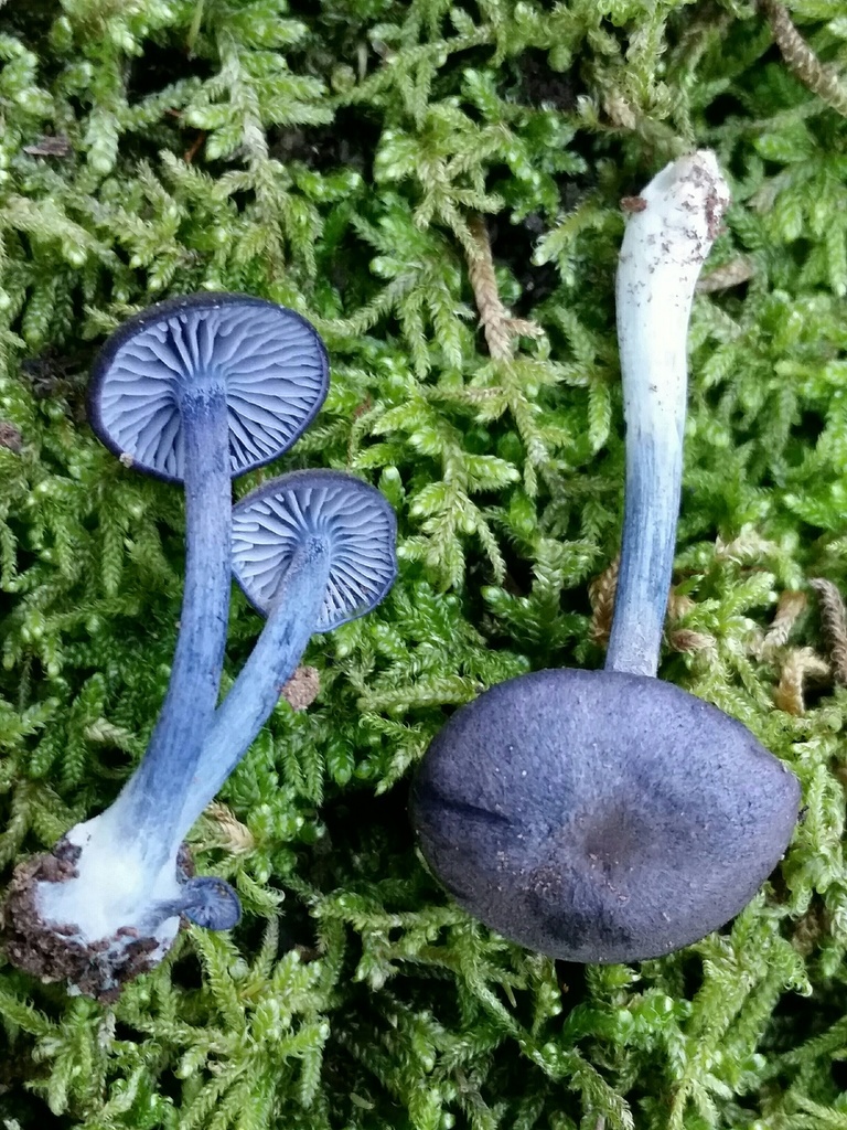 Entoloma occidentale metallicum from Sycamore Park, Batavia, Ohio, USA ...