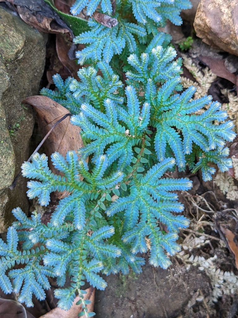 Peacock Spikemoss in May 2021 by 長鬃山羊 · iNaturalist NZ