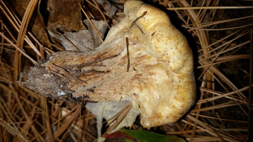 Hypomyces succineus · iNaturalist