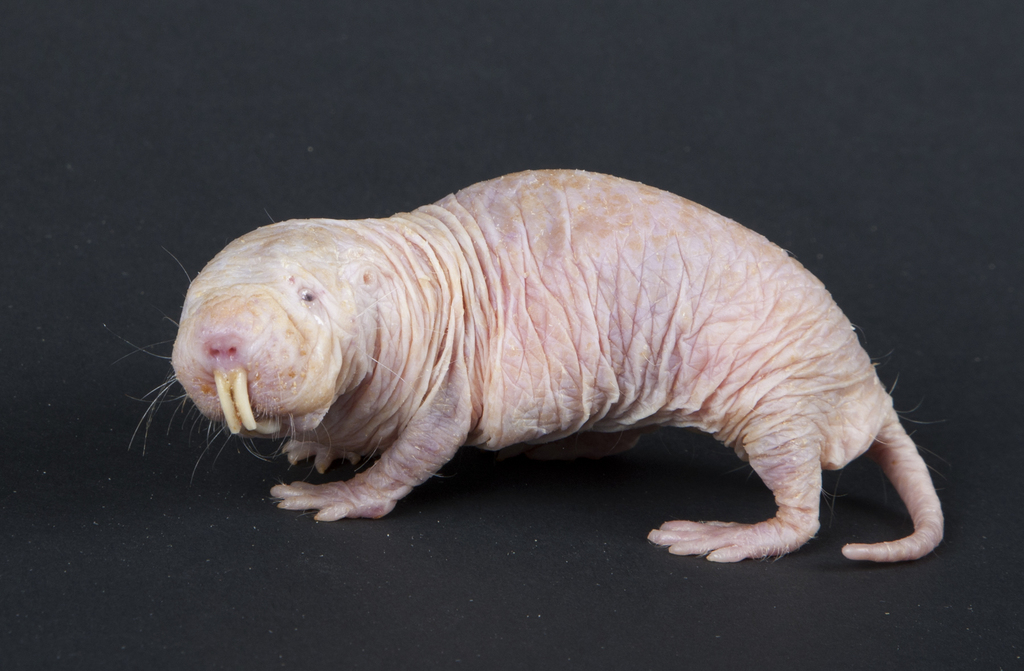 Naked Molerat (Heterocephalus glaber) - Know Your Mammals