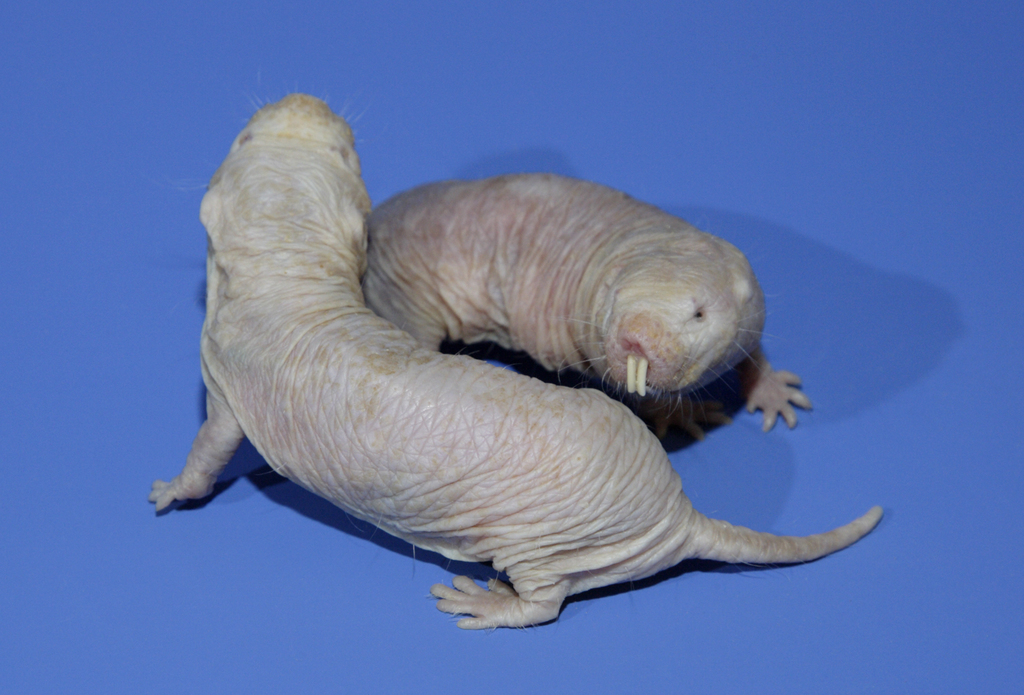 Naked Molerat (Heterocephalus glaber) - Know Your Mammals