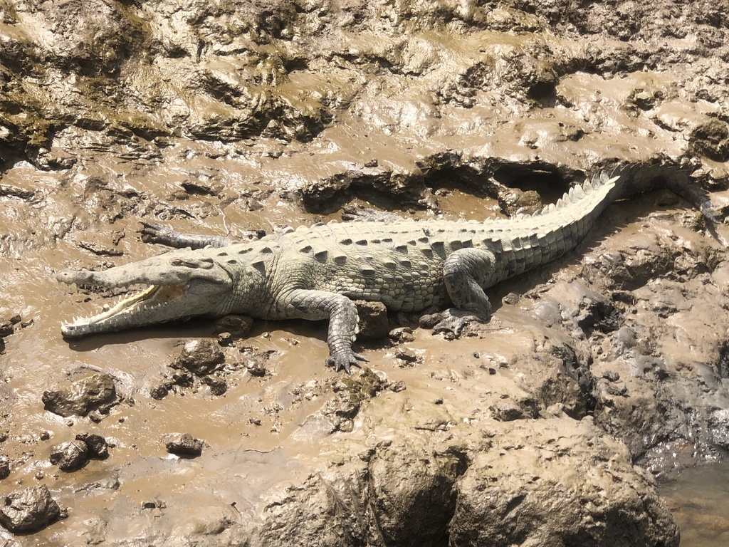 American Crocodile in May 2021 by kaitmeadows · iNaturalist