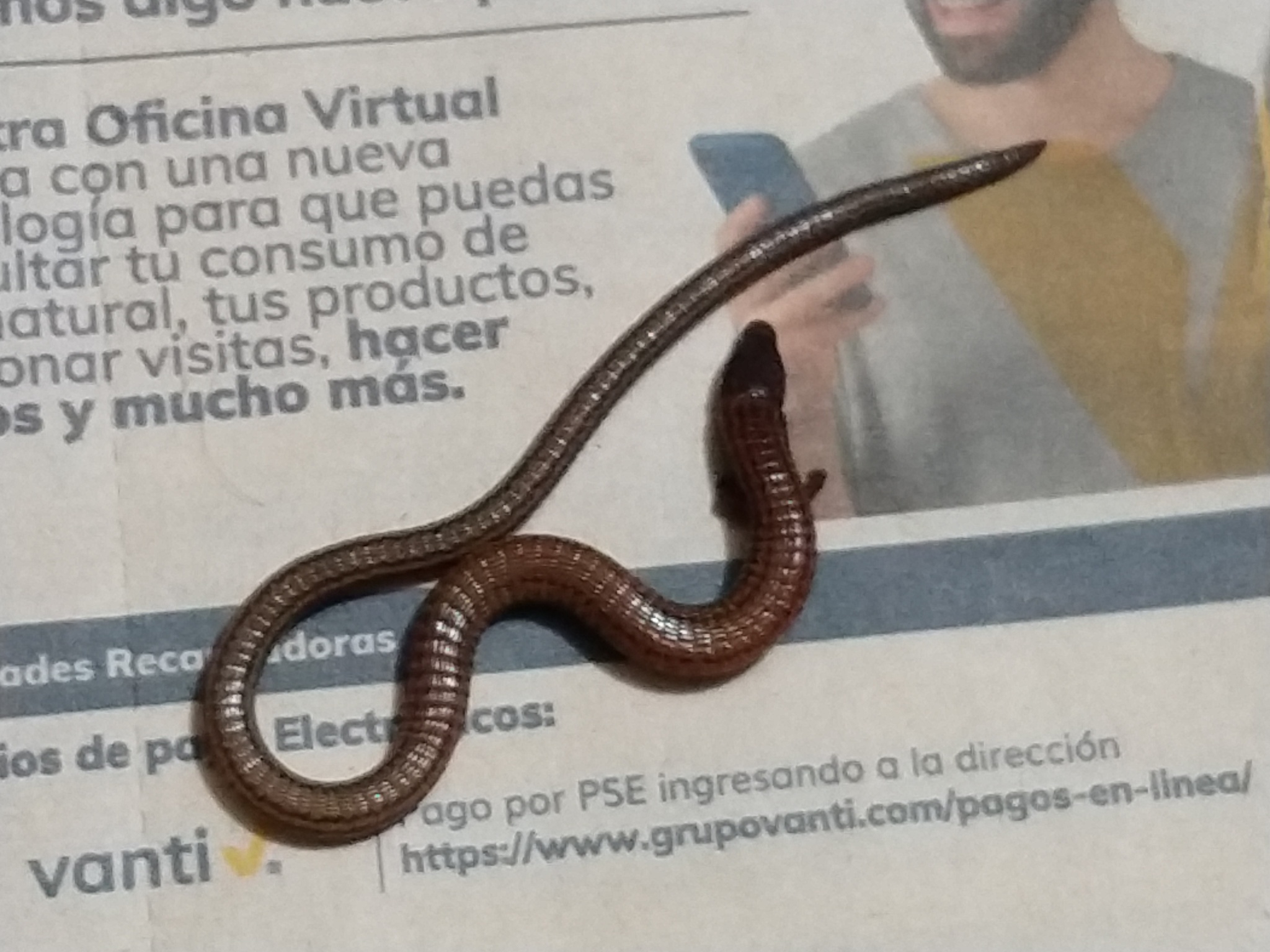 Bachia bicolor (Cope, 1896)