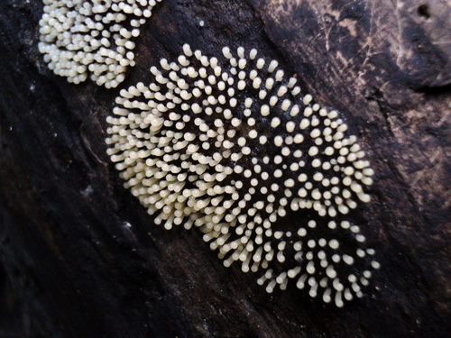 Comatricha alta · iNaturalist