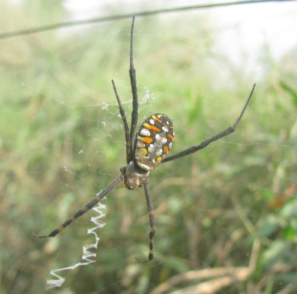 Grass Cross Spider (Spiders of Karnataka) · iNaturalist