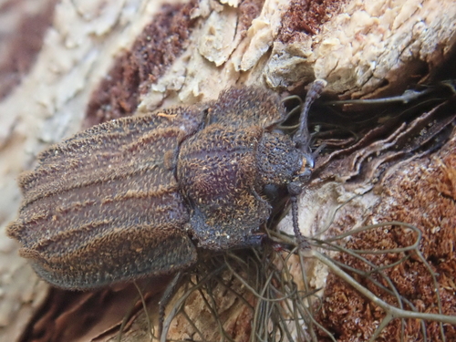 Calitys scabra · iNaturalist United Kingdom