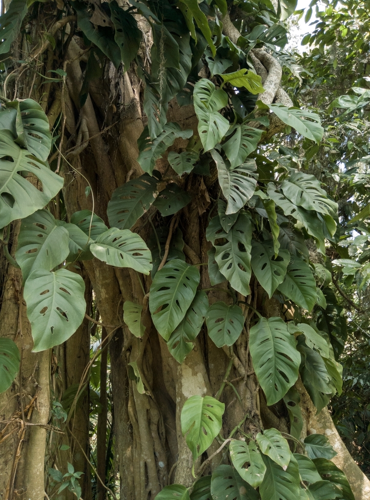 Monstera acuminata from Atoyac, Ver., México on May 15, 2021 at 12:01 ...