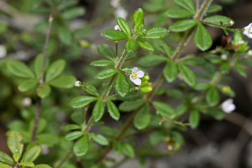 Zieria obovata · iNaturalist Mexico
