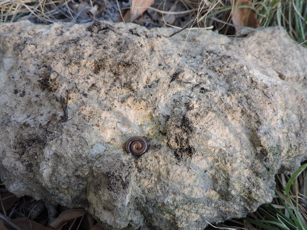 Parajulid Millipedes from Tarrant County, US-TX, US on October 21, 2014 ...