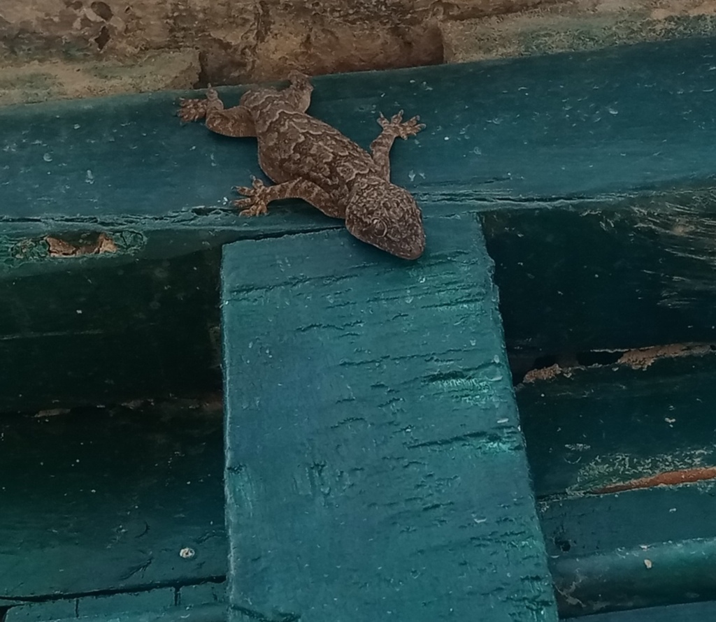 Typical Geckos from Salt Range, Punjab, Pakistan on March 27, 2021 at ...