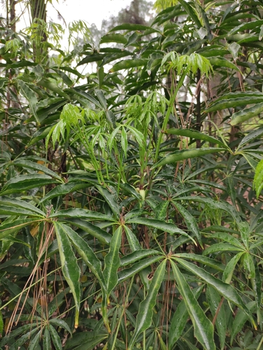 Macropanax rosthornii · iNaturalist